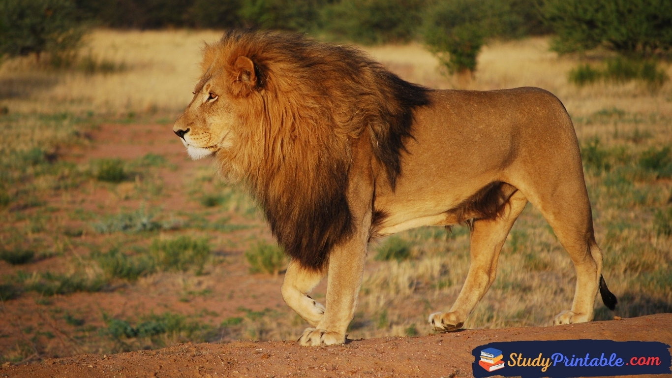 Paragraph on Lion: The Majestic King of the Jungle » StudyPrintable