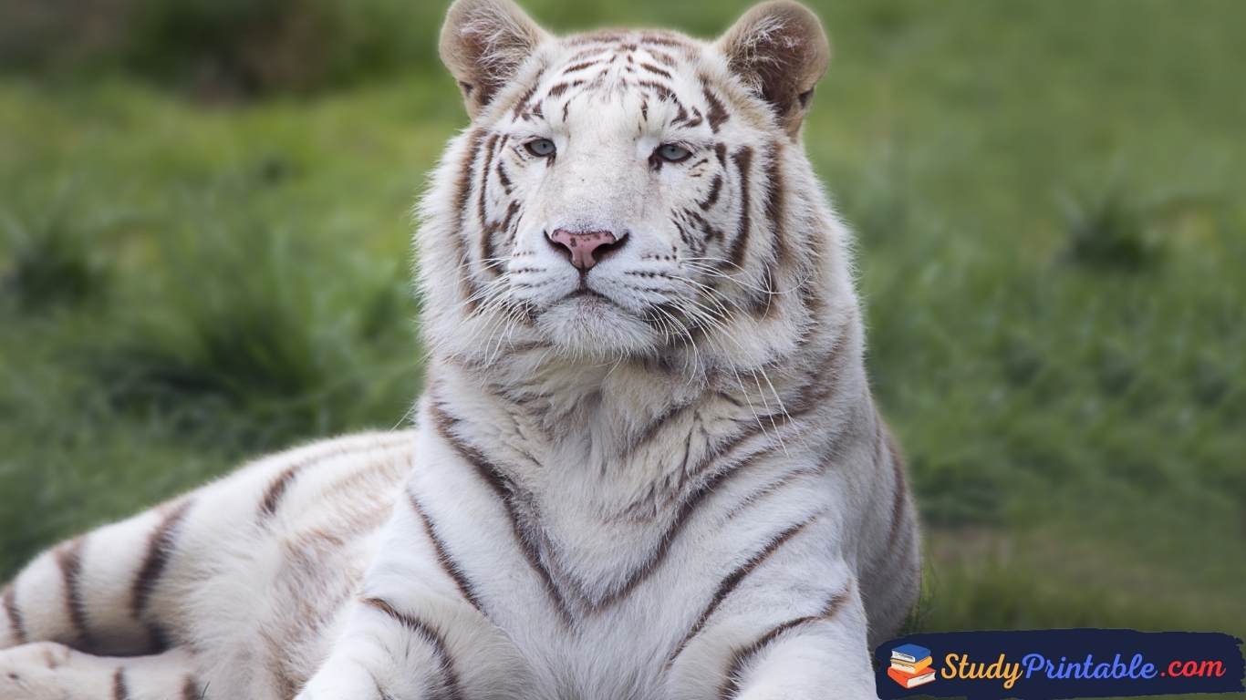 Paragraph on Tiger: Majestic Big Cats of the Jungle » StudyPrintable